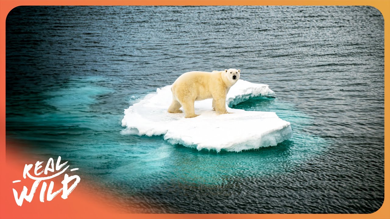 KING OF THE ARCTIC | Polar Bear Family Fights Extinction | Ultra HD
