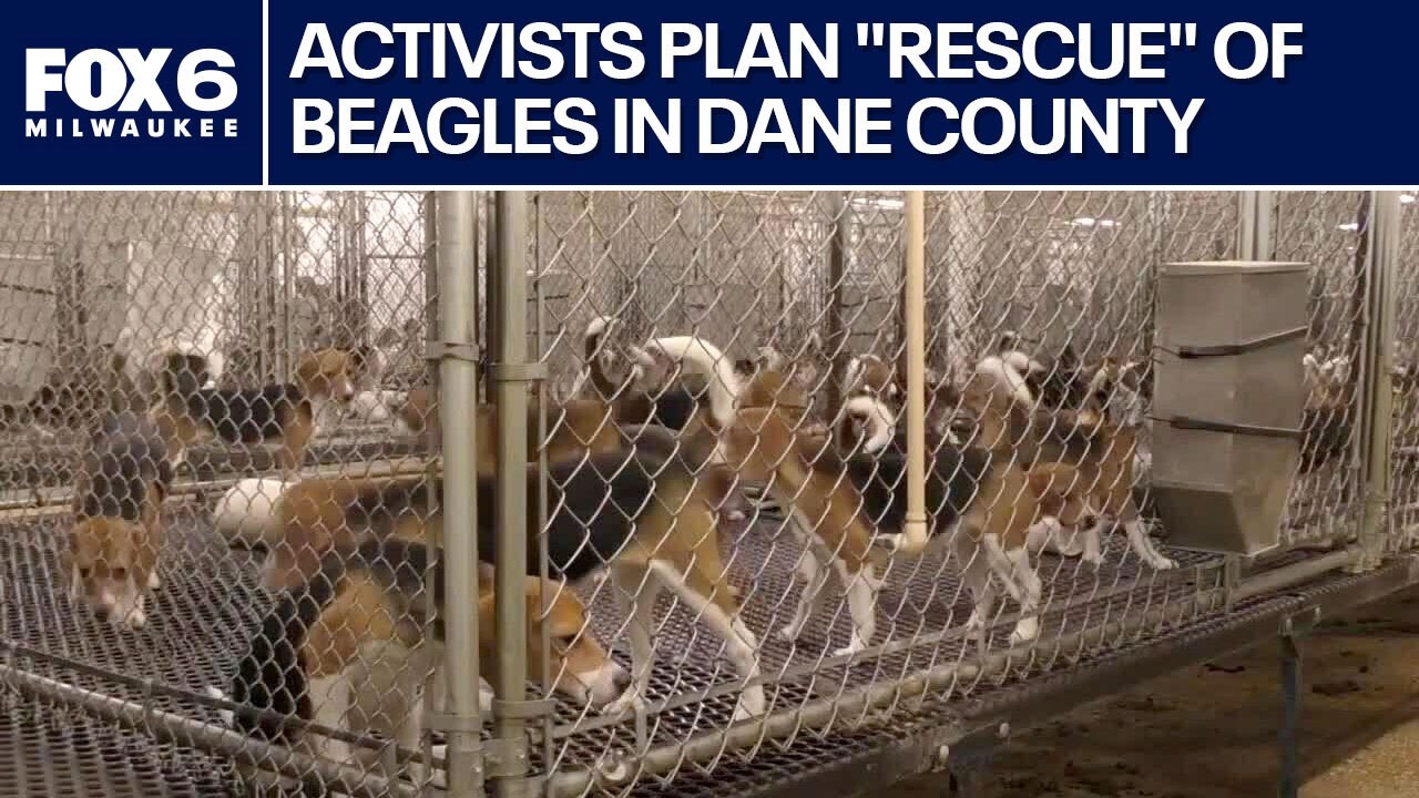 Ridglan Farms beagles; activists plan “rescue” of dogs this weekend | FOX6 News Milwaukee