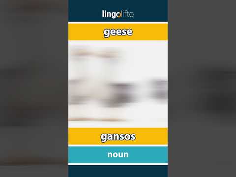 🇬🇧🇪🇸 geese - gansos : vocabulary builder : learn English : aprendamos inglés