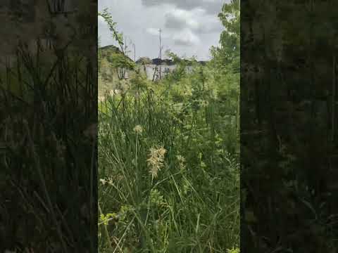 A PLOT OF LAND FOR SALE IN AGO PALACE WAY OKOTA LAGOS