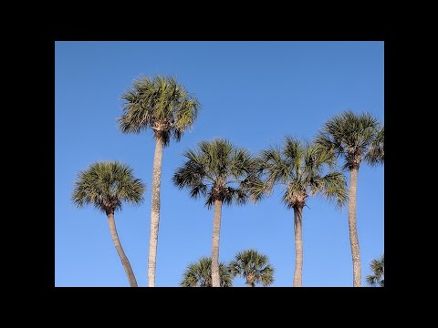 Sabal Palm
