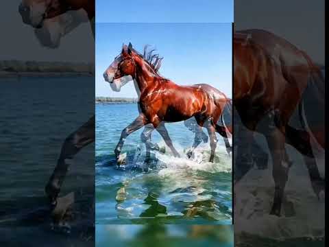Horse Centaur This Animal This Adrenaline#animals #horse #spirit#funny