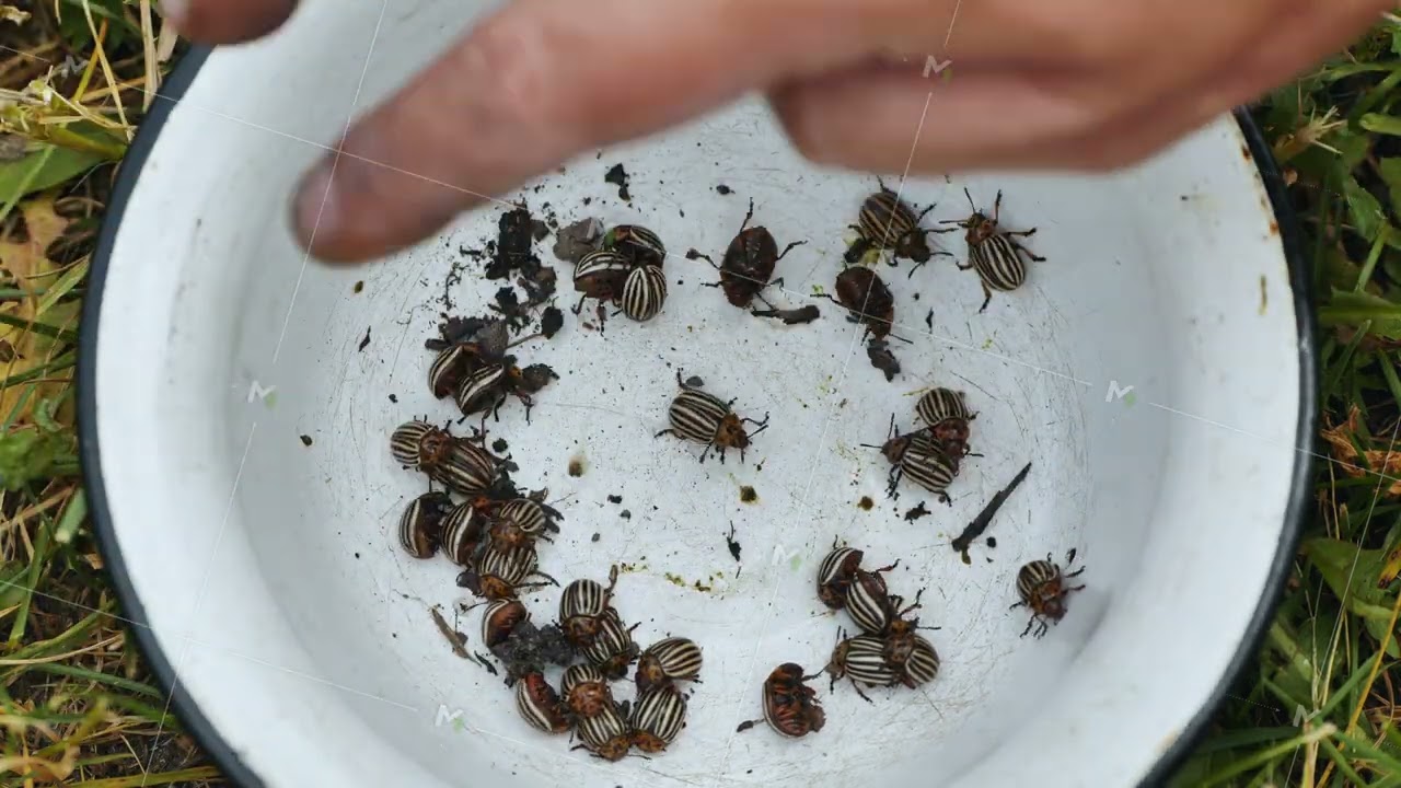 Colorado potato beetles are crawling in a white bowl placed on grass, showcasing a common pest