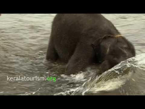 Kodanadu - Elephant training centre | Kerala Tourism