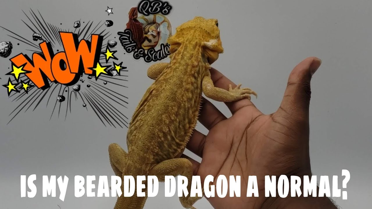 Let's Talk Beardie Genetics Pt. 1
