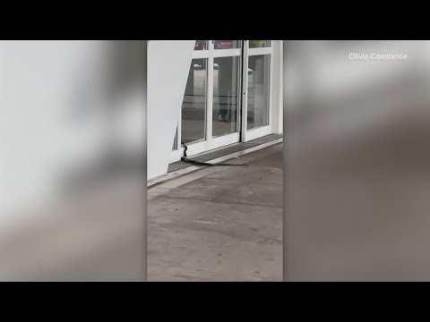 Video shows snake trying to get inside terminal at DFW Airport - KTSA