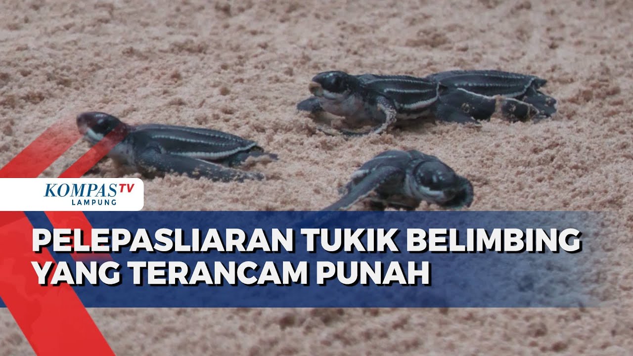 Pelepasliaran Tukik Belimbing yang Terancam Punah