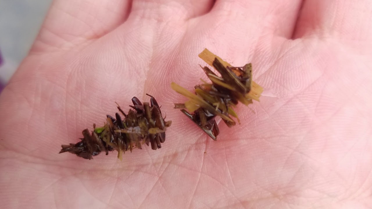 A Vernal Pool Visit