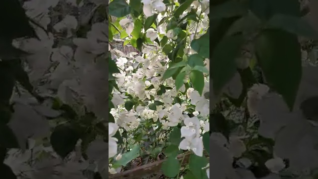 beautiful white bougainvillea blooming ||