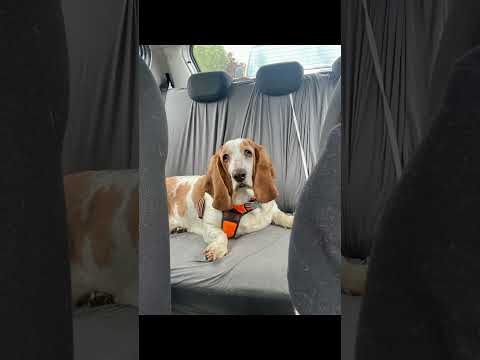 Bessie. One of (if not) the most judgemental bassets going#viral #dog