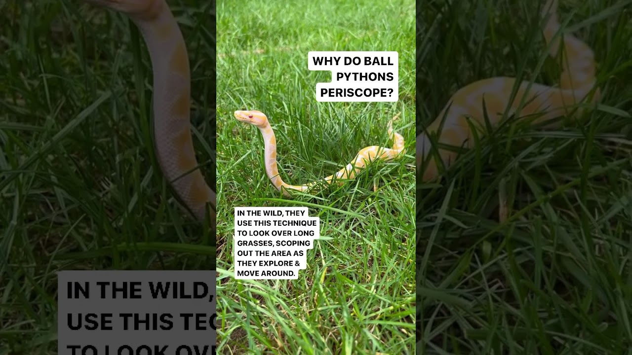 Why Ball Pythons PERISCOPE!