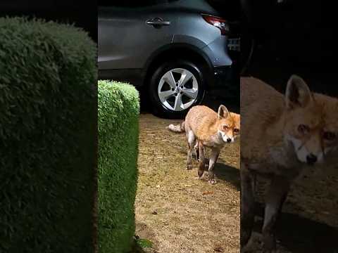 ChipChip arrived! Full video 9pm BST #fox #cutefox #urbanfox #tamefox #friendlyfox