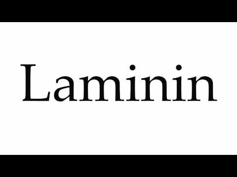 How to Pronounce Laminin