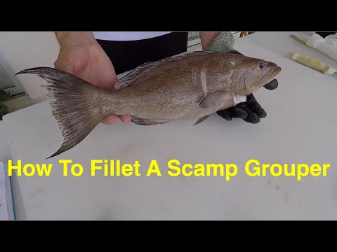 Filleting Fish With A Sea Grant Agent: Scamp Grouper