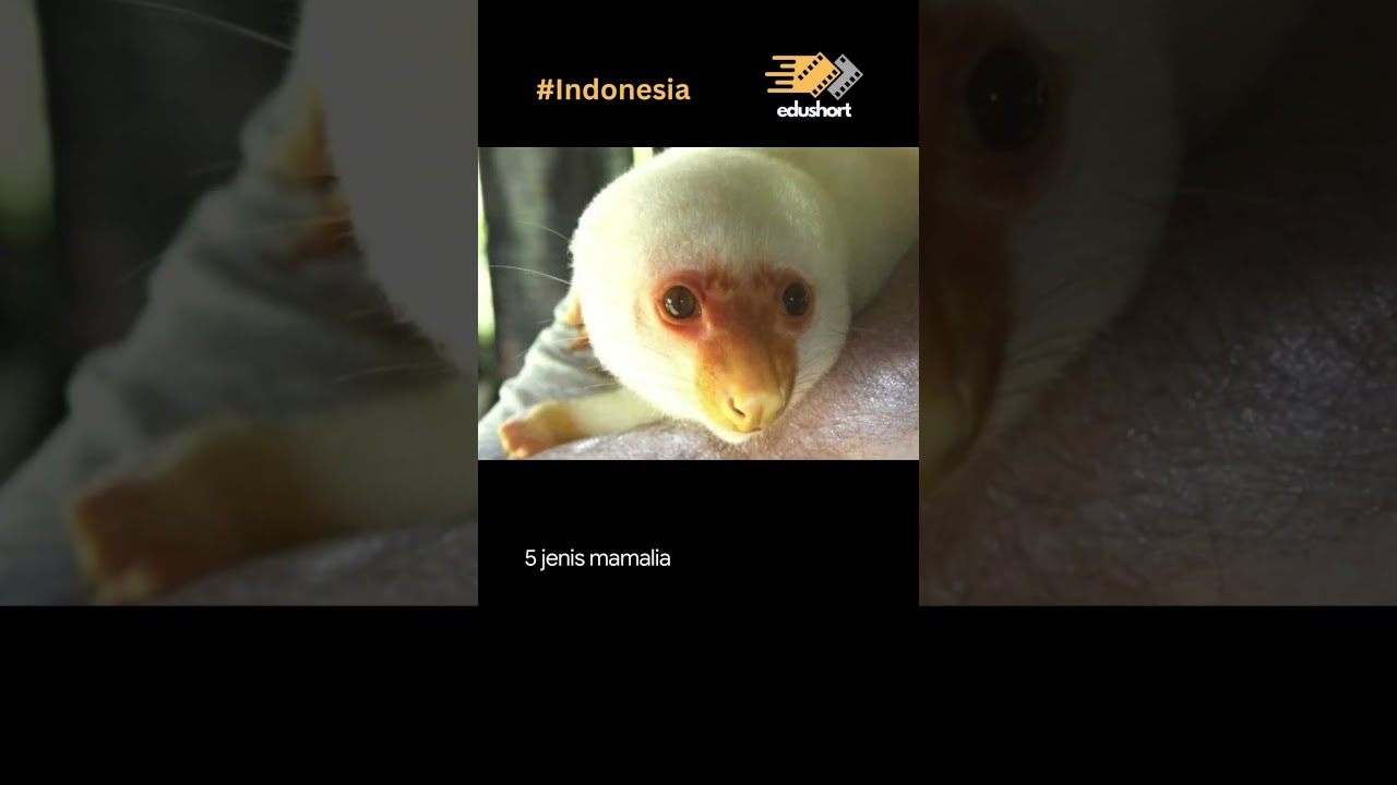 Mengungkap Fakta Luas Pulau Papua