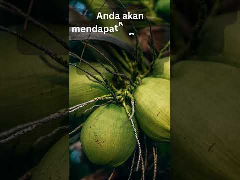 Arti mimpi ambil kelapa