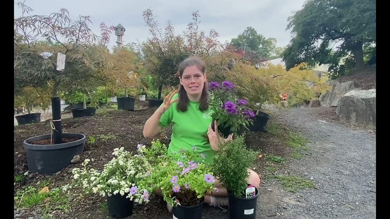 Four Species of Asters to Try This Fall