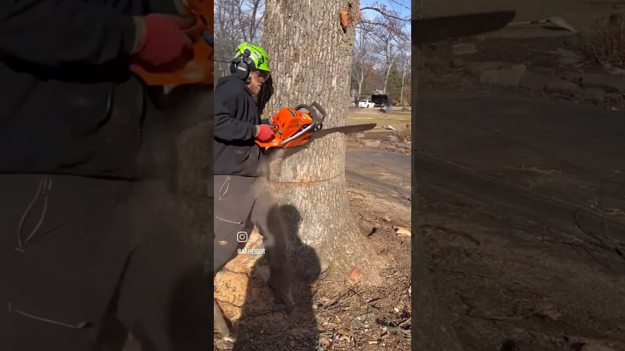 Dropping oak log. #treework #husqvarna #straubtreeexperts #reels