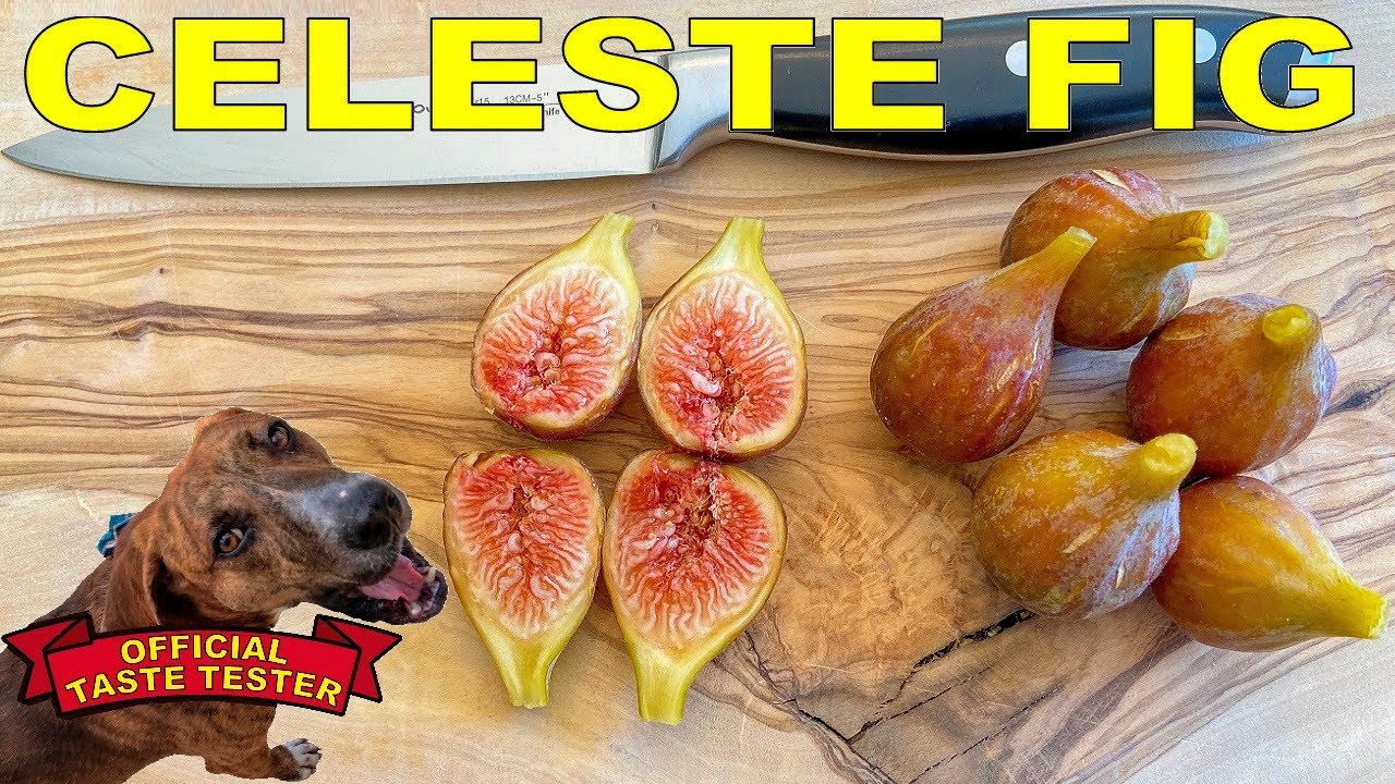 Celeste Fig - A VERY EARLY FIG That Is Sweet As Sugar