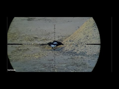 Corvid Control 2 FX King .22 FAC 58ftlb