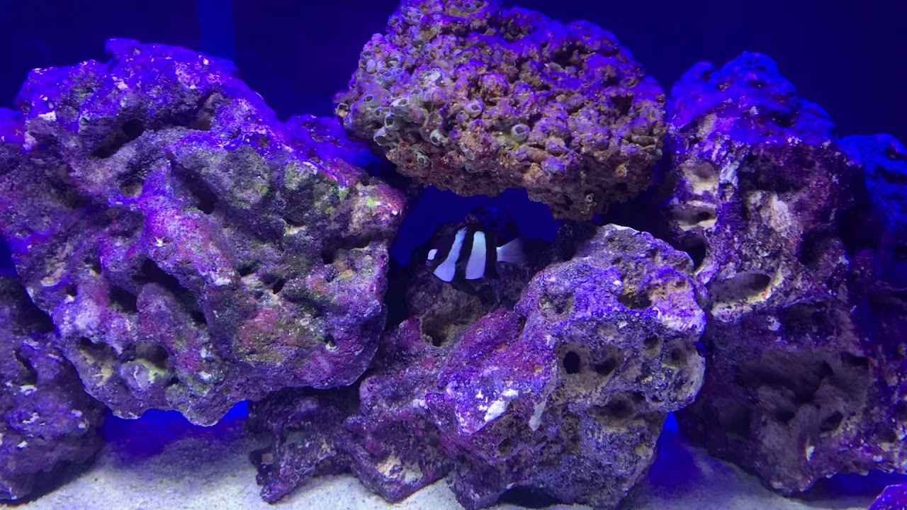 Three Stripe Damselfish (Whitetail dascyllus)