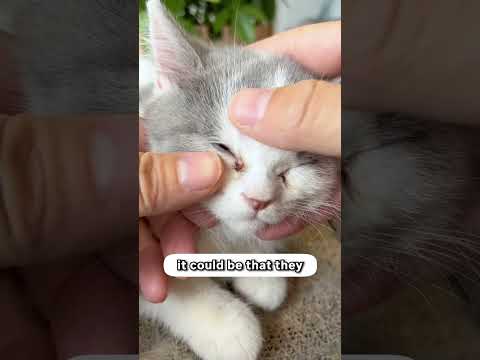 Fish oil can help your cats in many ways! πΈπ