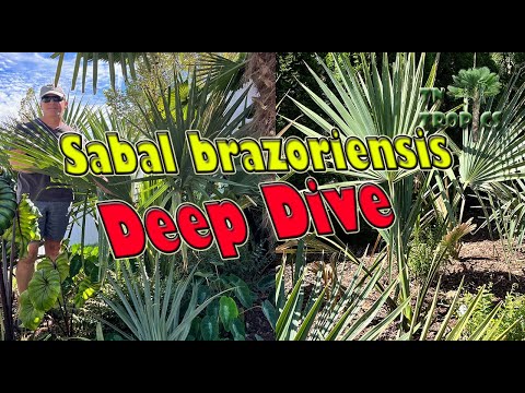 Sabal brazoriensis Deep Dive