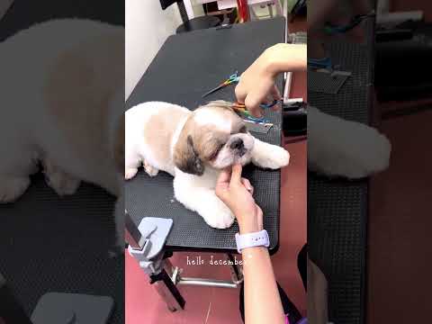 Shih Tzu teddy bear cut is a popular and adorable grooming style