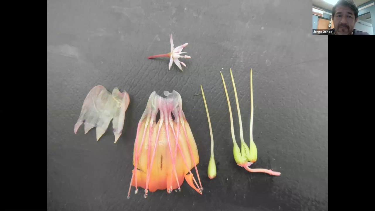 Crassulaceae