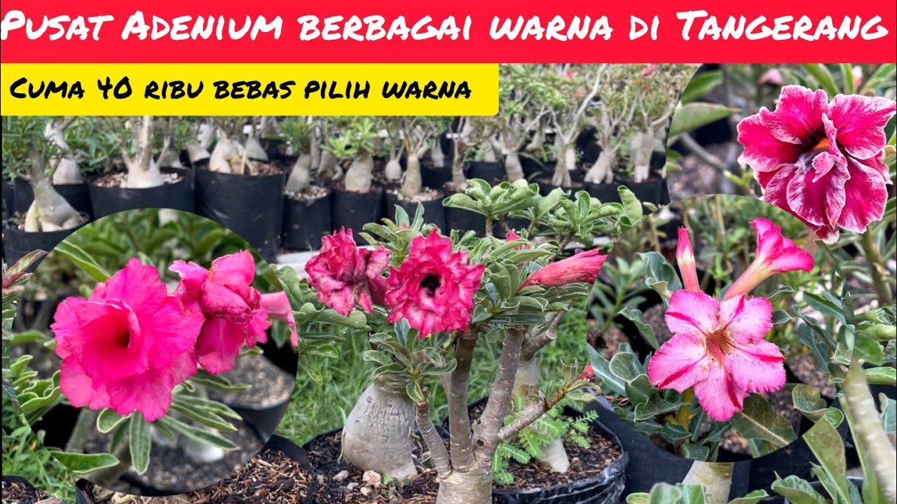 PUSAT ADENIUM BERBAGAI WARNA DI TANGERANG 📢 CUMA 40RIBU BEBAS PILIH WARNA
