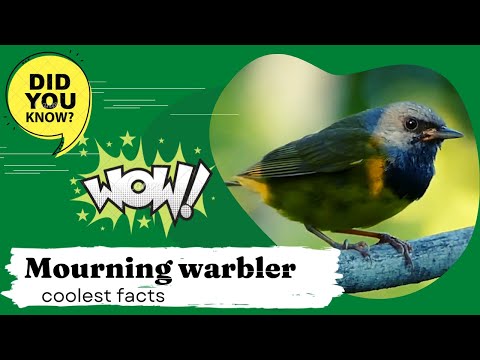 mourning warbler facts 🦜 calling 🎶 native to eastern and central North America