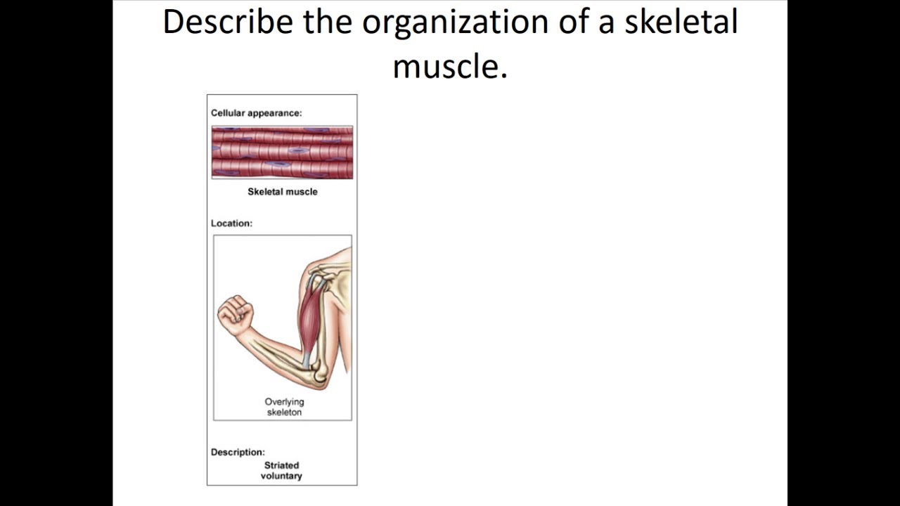 Understanding the Skeletal Muscle System: Structure, Function, and ...