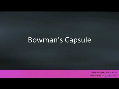 Pronunciation of the word(s) "Bowman's Capsule".
