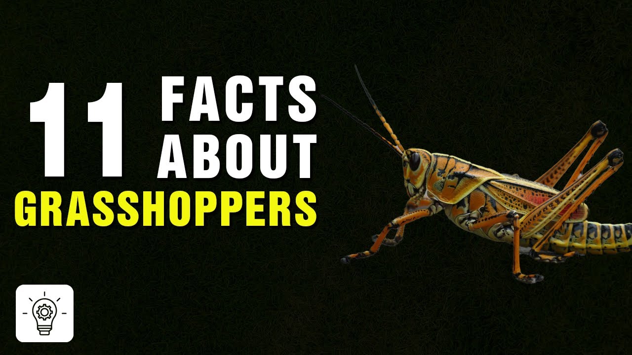 11 Surprising Facts about Grasshoppers