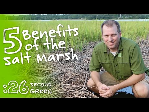 How the Salt Marsh Works | 26 Second Green