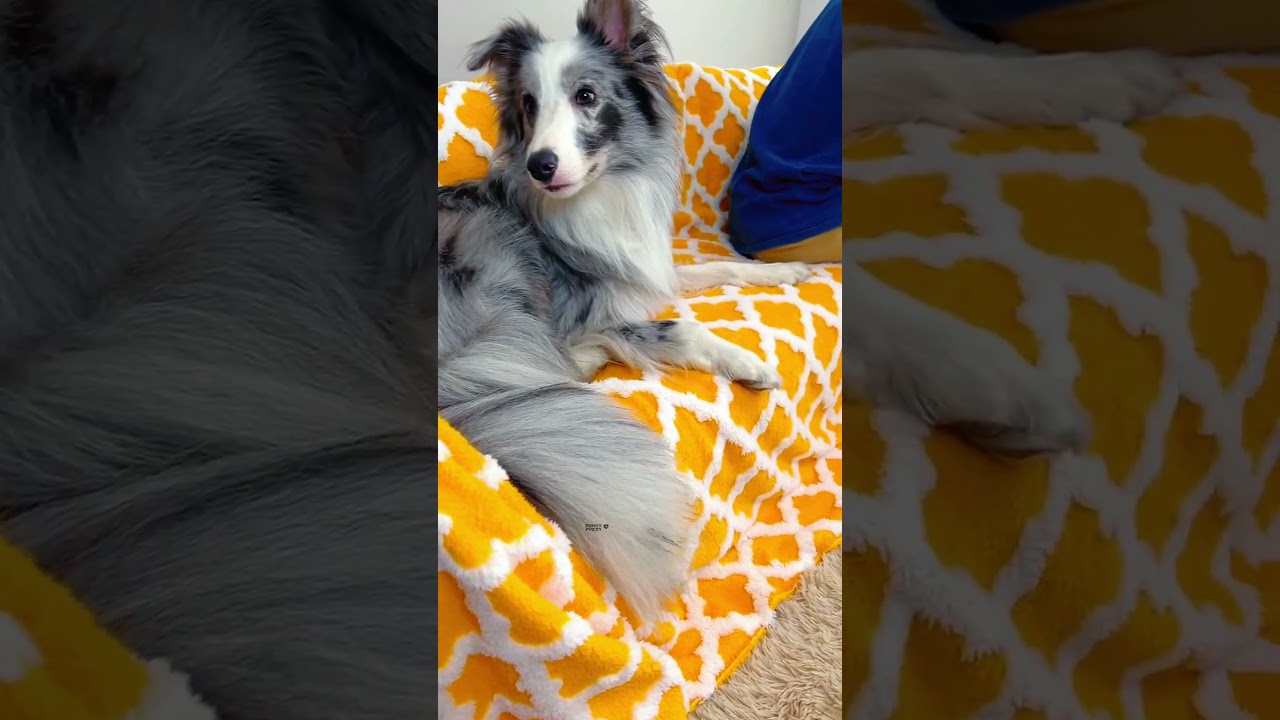 Modern Non-slip Blanket Colorblock Anti-scratch Furniture Protector Sofa Cover#1