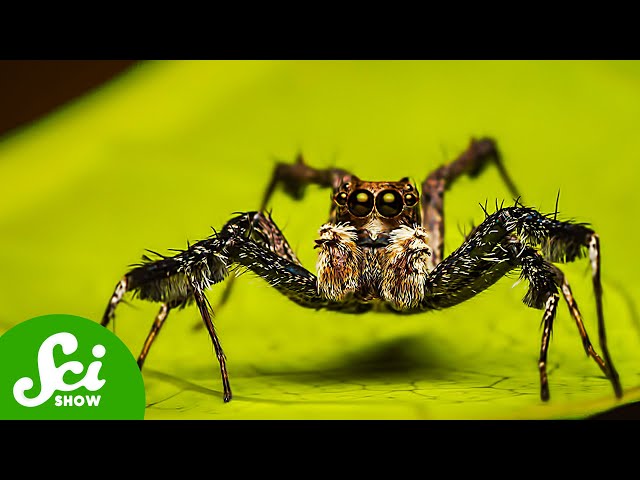The Remarkable Intelligence of Portia Spiders Is Changing Our ...