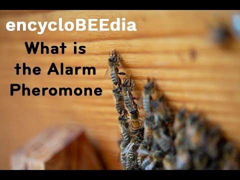 What is the Alarm Pheromone? encycloBEEdia