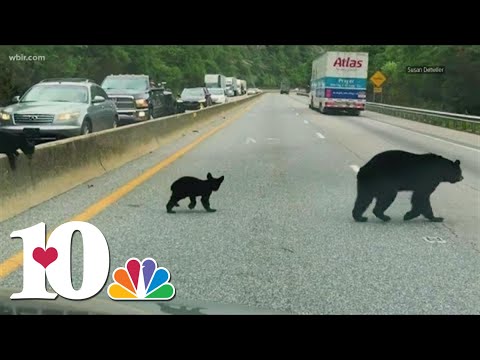 New I-40 bridge in Pigeon River Gorge opens to traffic, benefitting wildlife