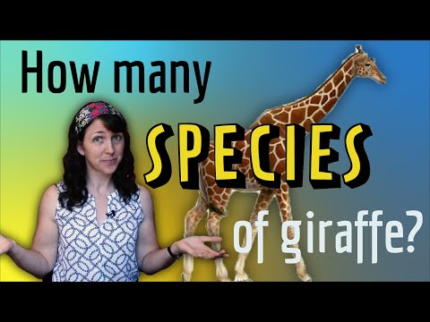 Species Concepts in Recent Research - How Scientists Discovered 3 New Species of Giraffe!