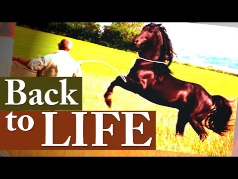 The Story of a Stallion