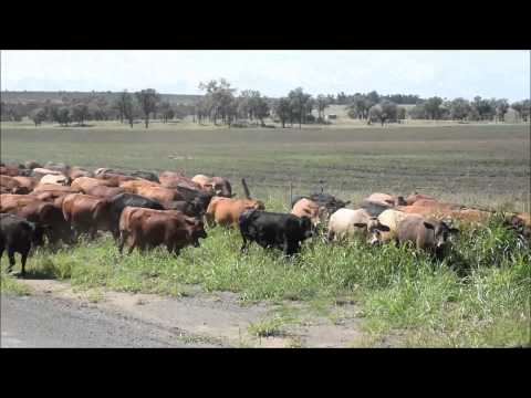 Stock Handling
