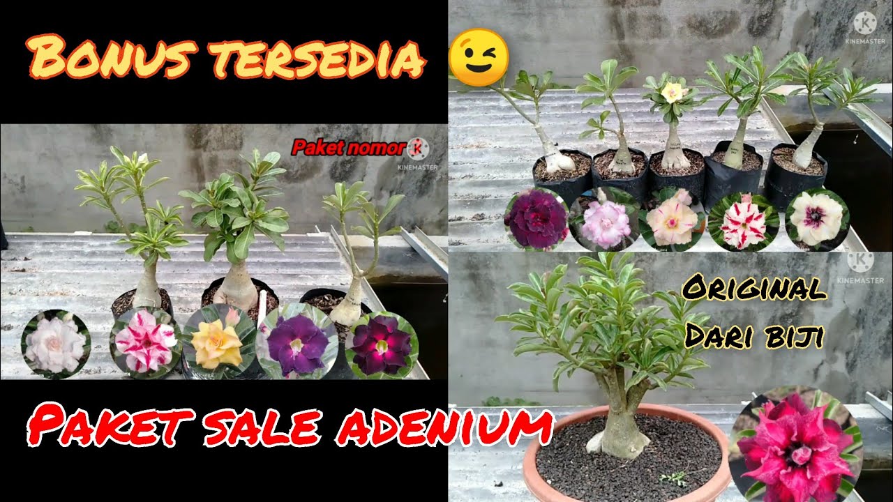 Sale 3 paket adenium bunga tumpuk original dari biji dan graftingan