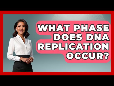 What Phase Does DNA Replication Occur? - Biology For Everyone