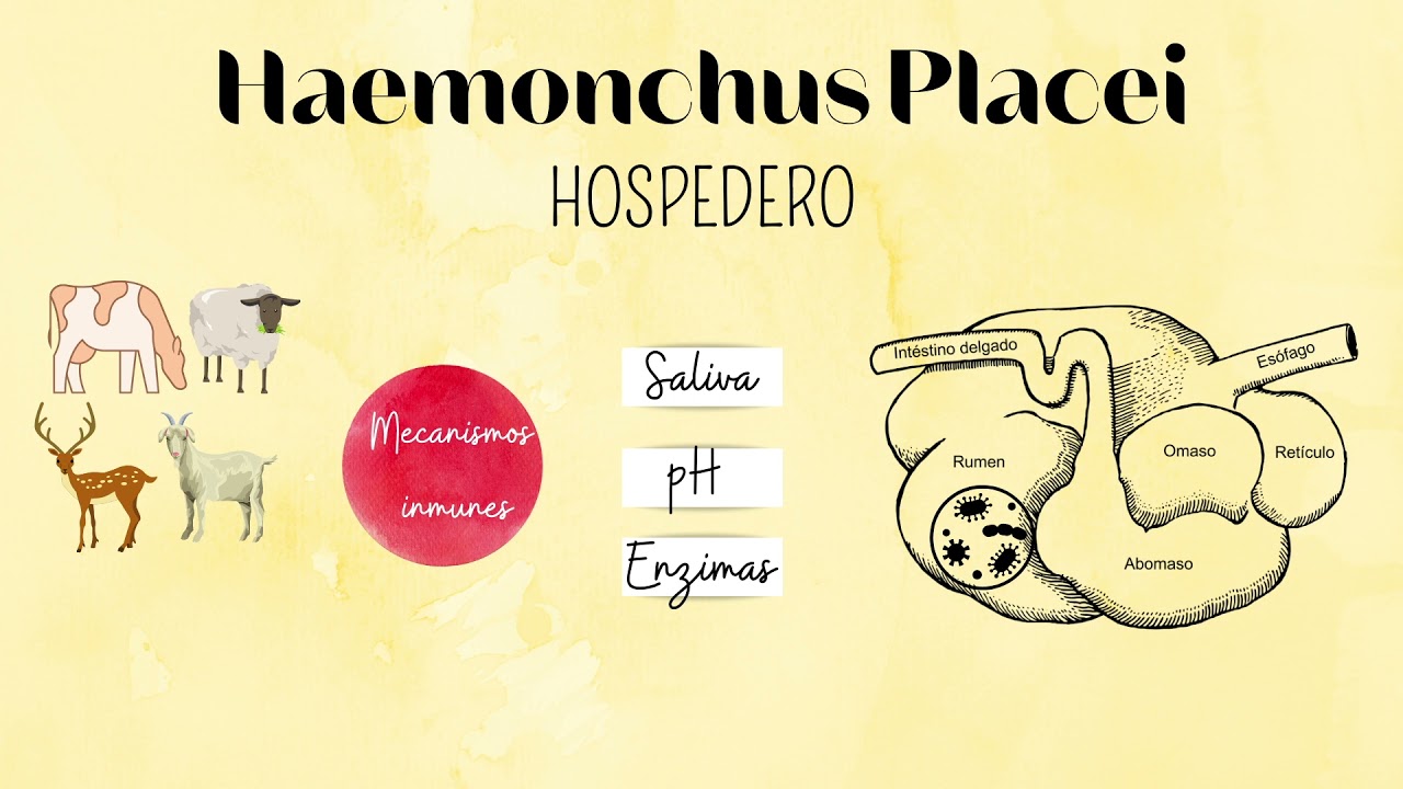 Haemonchus placei y cooperia spp. epidemiología
