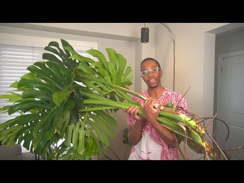 How to restart your Monstera