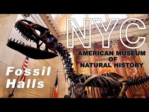 New York【Fossil Halls, Dinosaur Exhibits | American Museum of Natural History】2021 Walking Tour【4K】