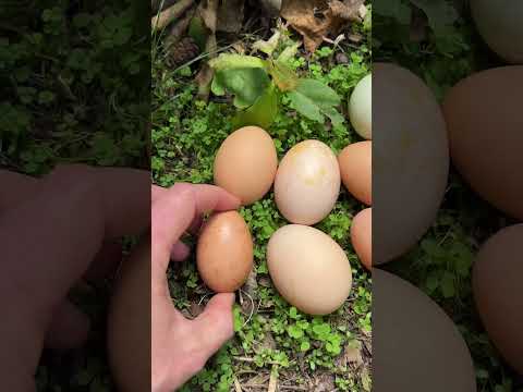 Ready to lay eggs!