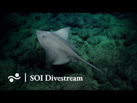 93.7W DSL2a site (previously unexplored) | SOI Divestream 567