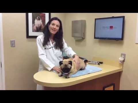 Dog Wellness Exam